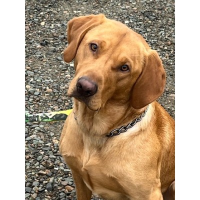 Male Dogs